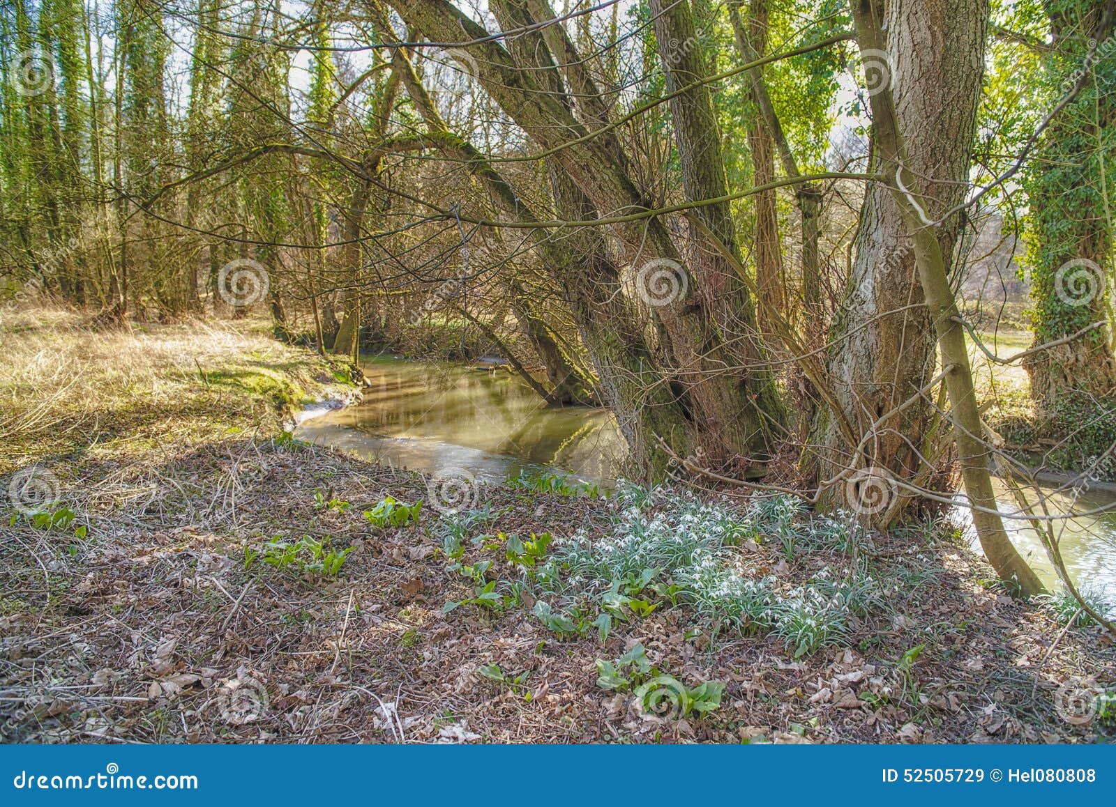 Spring on creek, snowdrops stock image. Image of small - 52505729