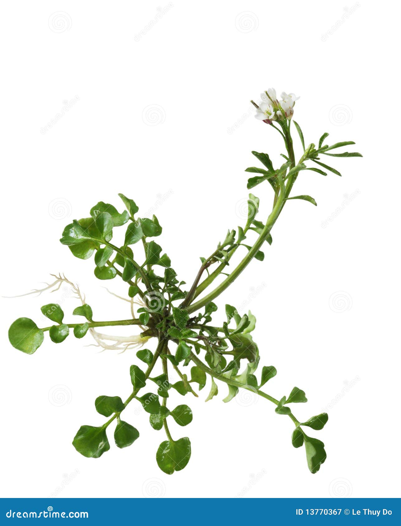 Spring cress Flower stock image. Image of cruciferae - 13770367