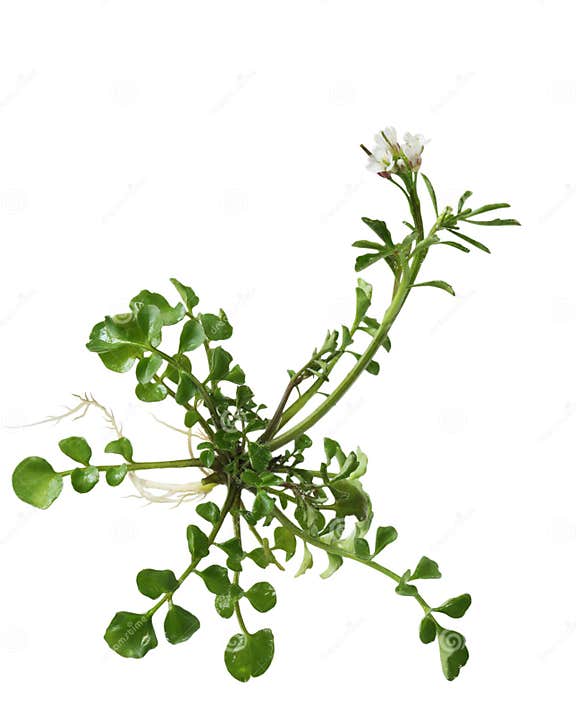 Spring cress Flower stock image. Image of cruciferae - 13770367