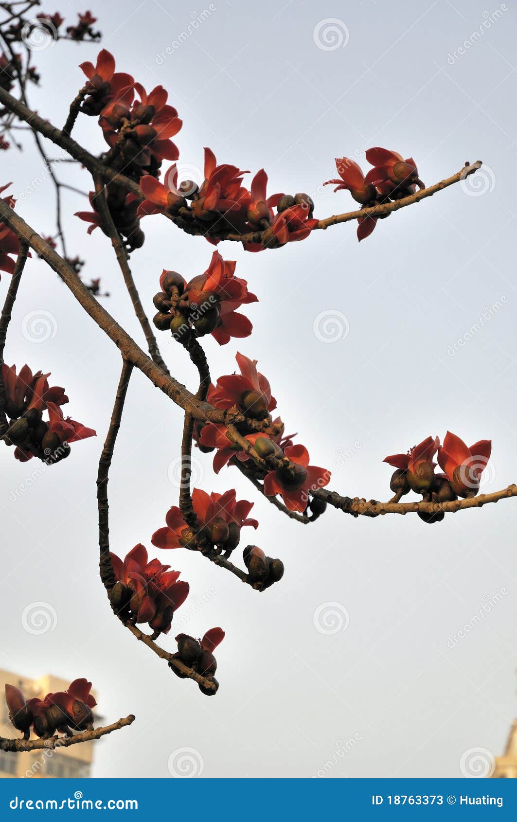 Kapok Flowers Stock Photo | CartoonDealer.com #153938082