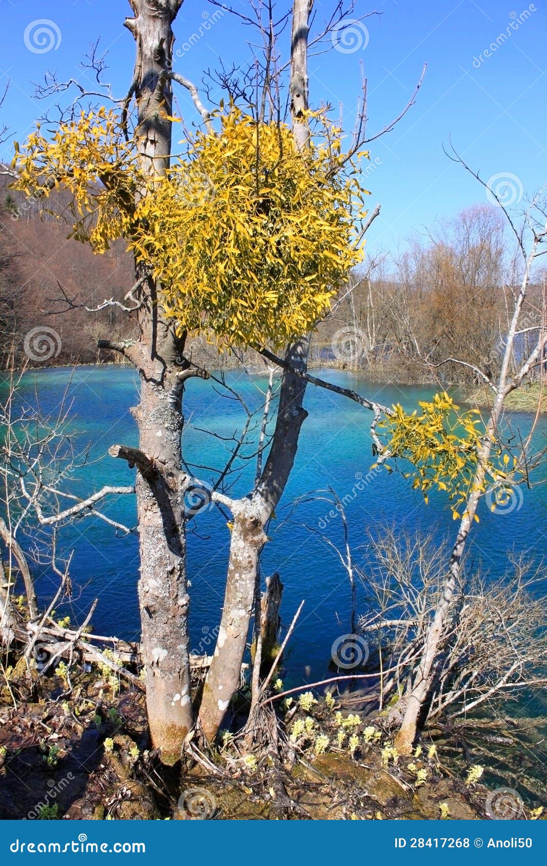 Spring in Croatia stock photo. Image of plant, sunny - 28417268