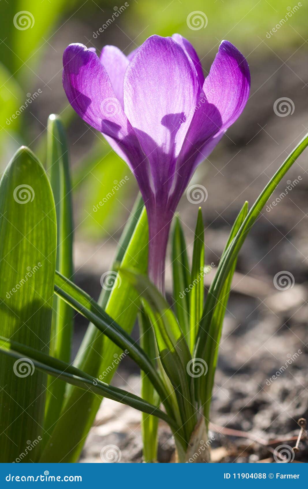 Spring crocus stock photo. Image of leaves, botanic, blossom - 11904088