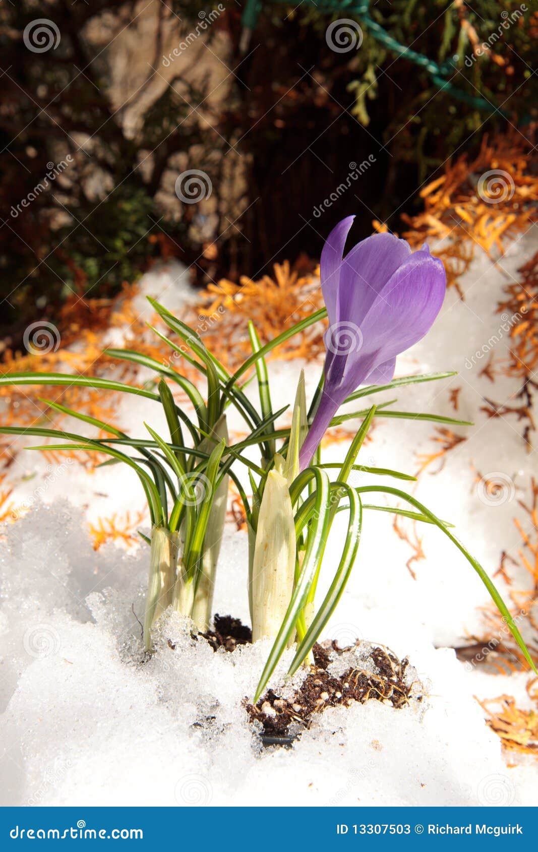Spring Crocus stock image. Image of frost, color, outdoors - 13307503