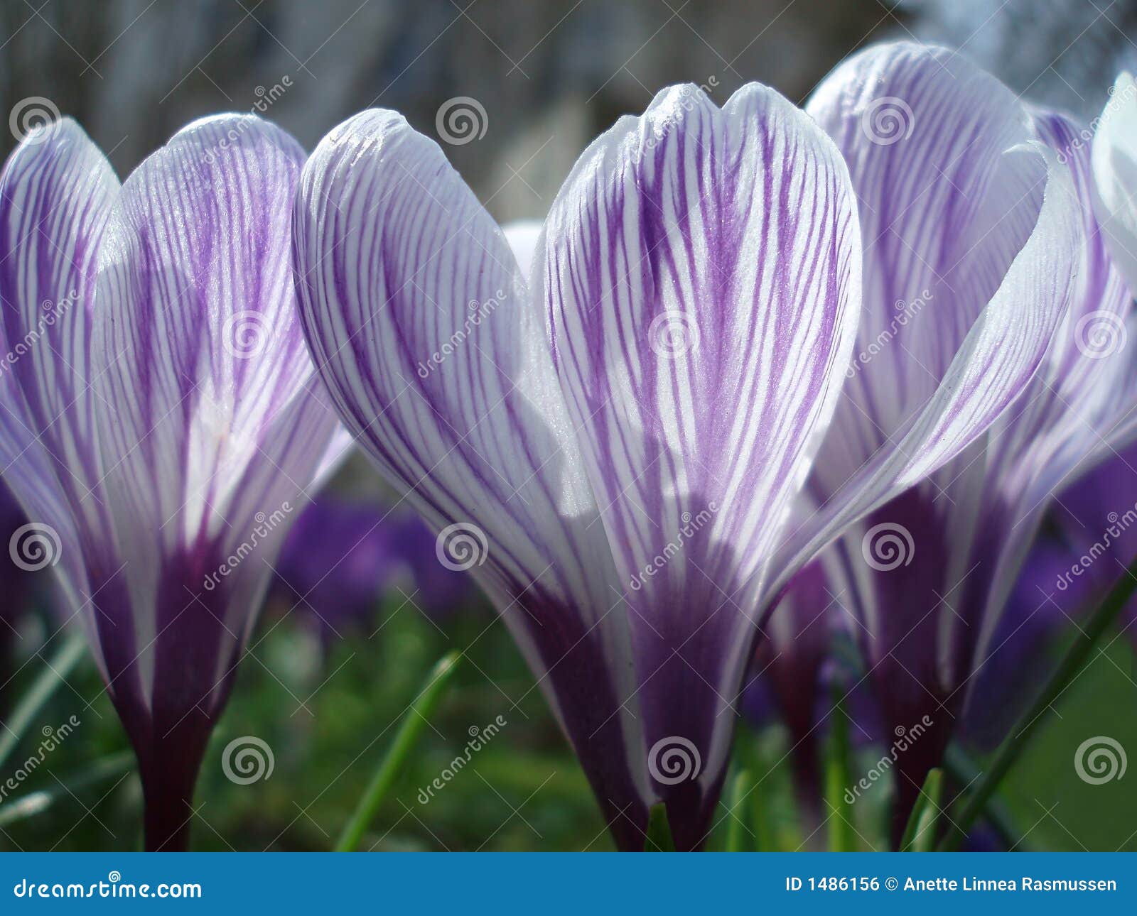 Spring crocus stock photo. Image of crocus, flora, detail - 1486156