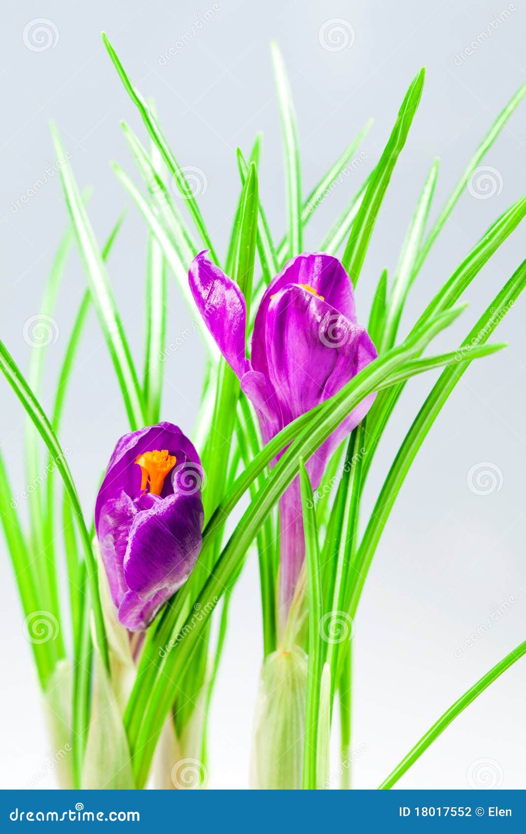 Spring crocus stock photo. Image of close, holiday, beauty - 18017552