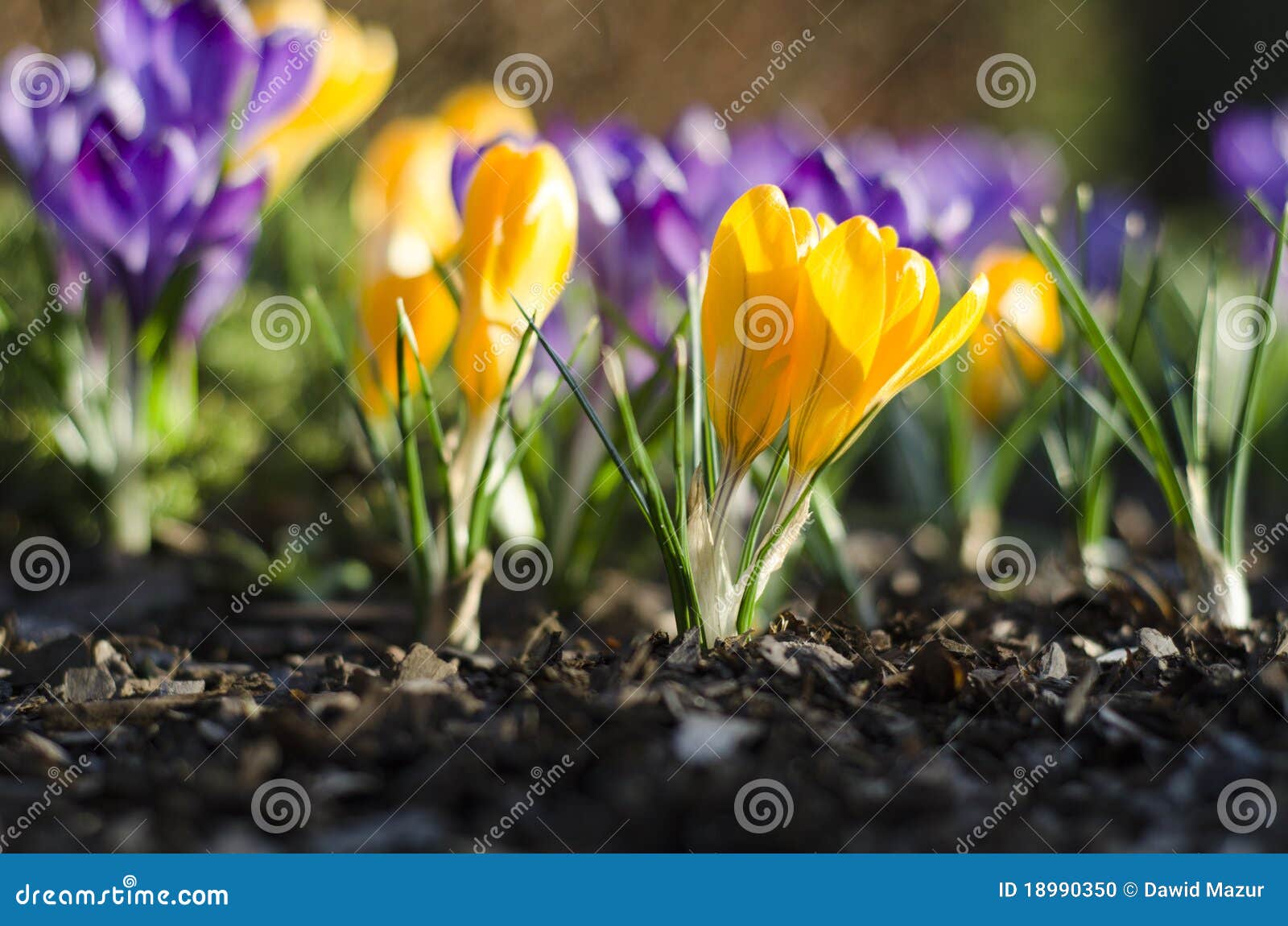 Spring crocus stock photo. Image of flora, flowers, grass - 18990350