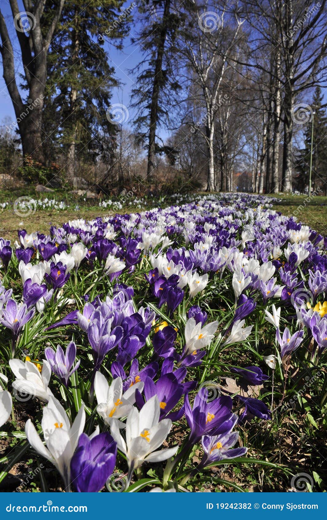Spring crocus stock photo. Image of macro, ground, flower - 19242382