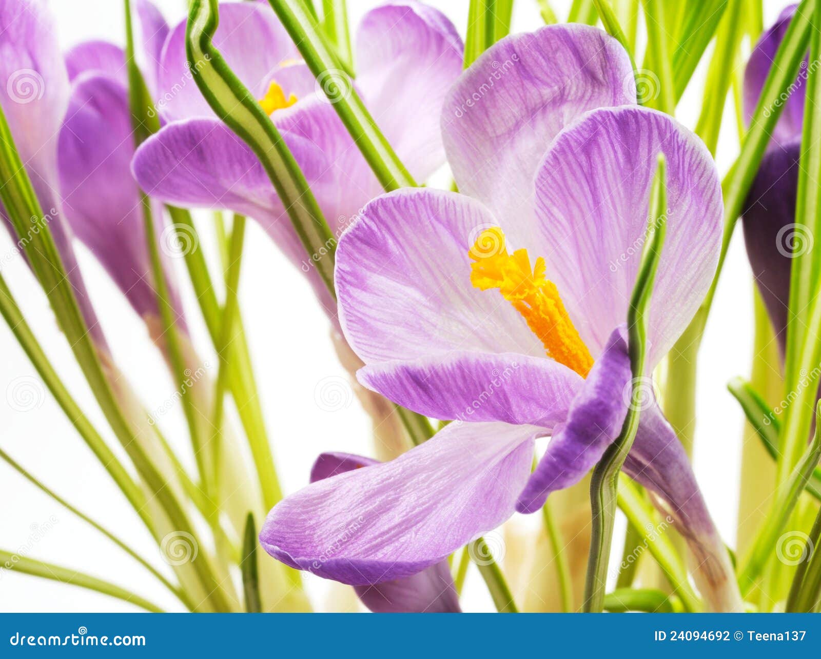 Spring Crocus stock photo. Image of foreground, natural - 24094692