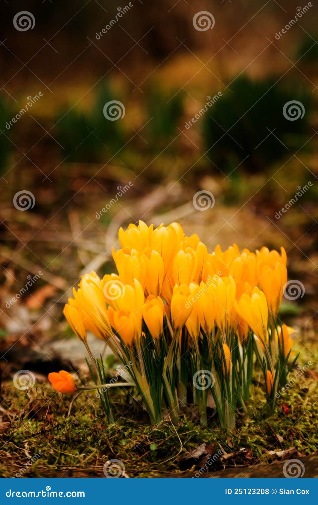 Spring crocus stock photo. Image of plant, crocus, pretty - 25123208