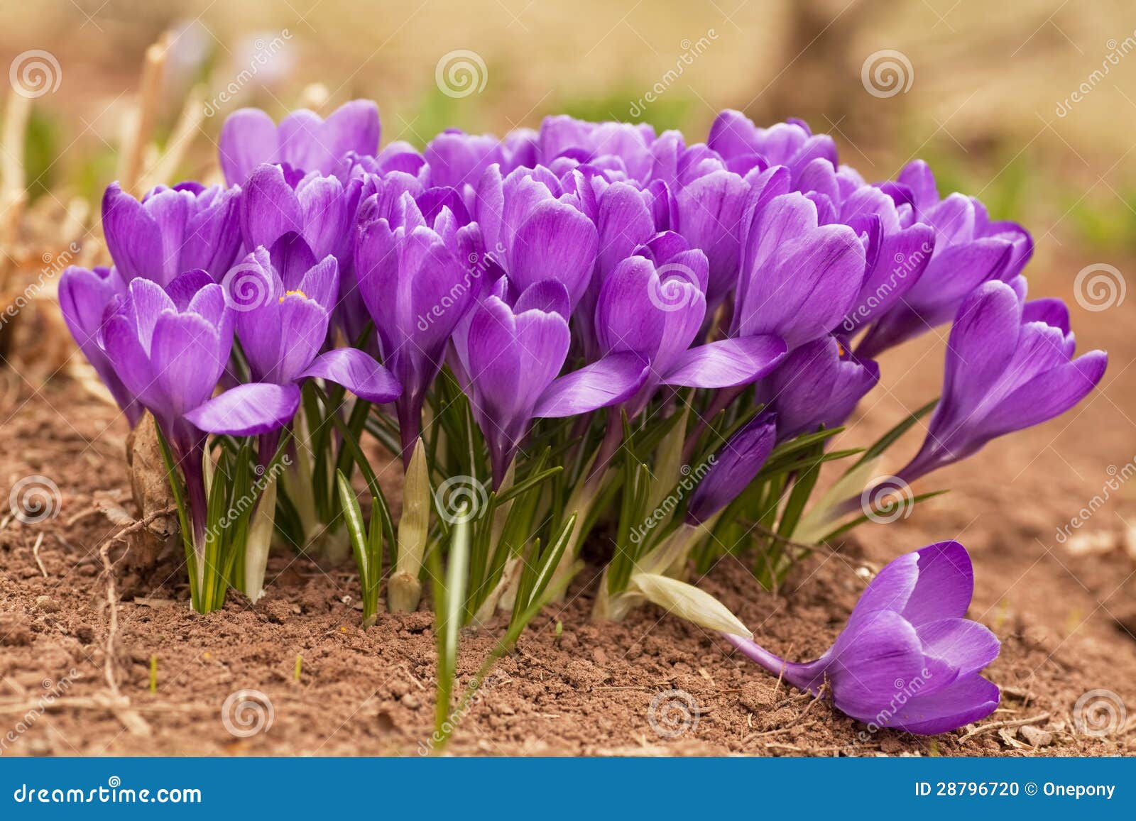 Spring Crocus stock photo. Image of green, easter, april - 28796720