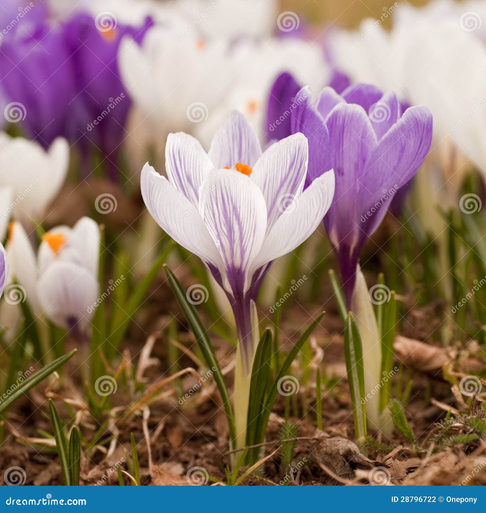 131 Arctic Crocus Stock Photos - Free & Royalty-Free Stock Photos from ...