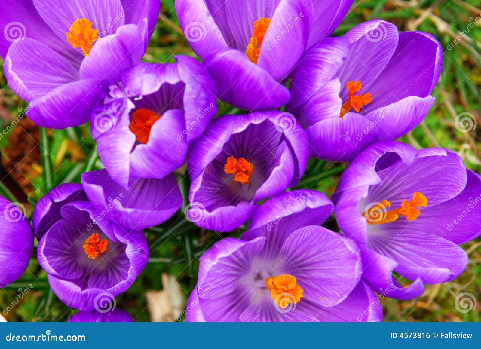 Spring crocus stock photo. Image of colorful, flora, columbia - 4573816