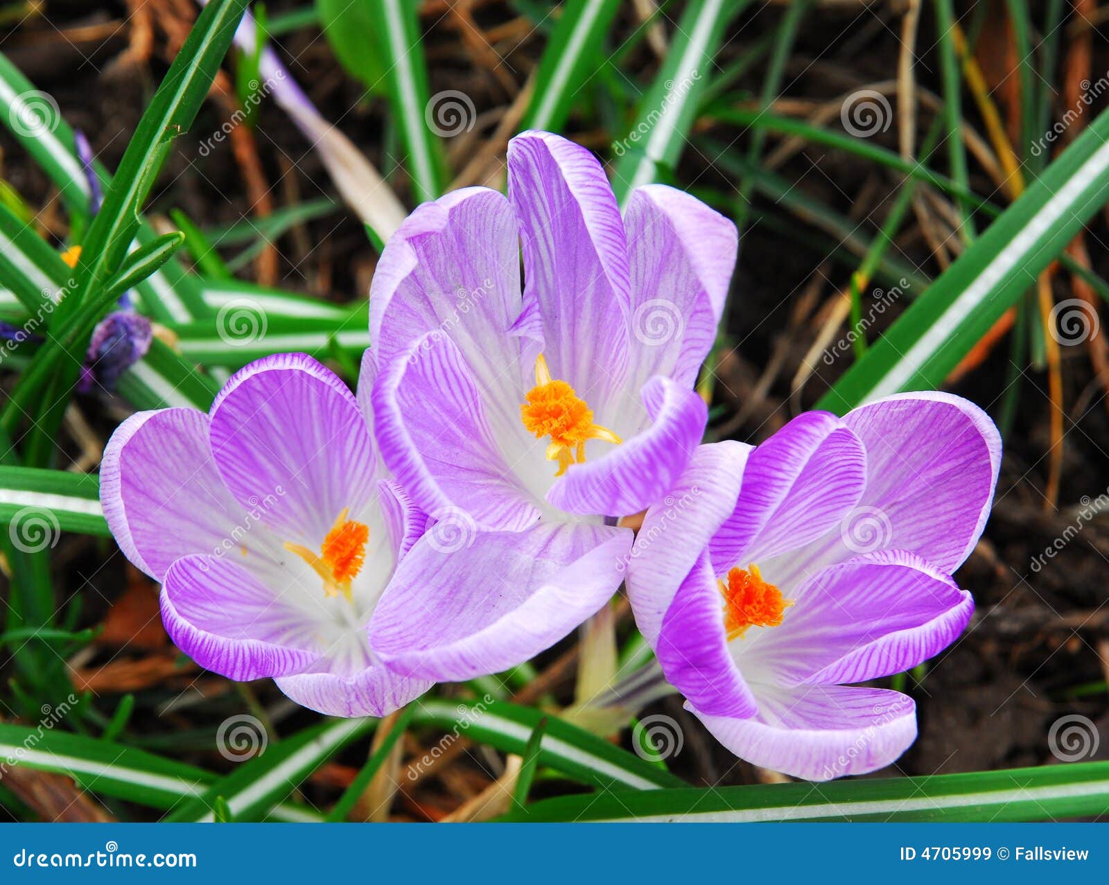 Spring crocus stock image. Image of blossom, beacon, bloom - 4705999