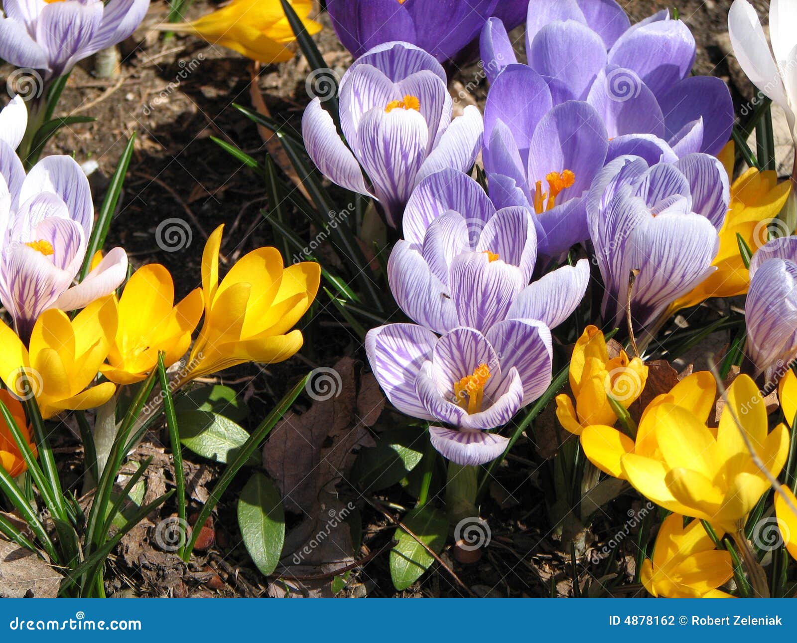 Spring Crocus Picture. Image: 4878162