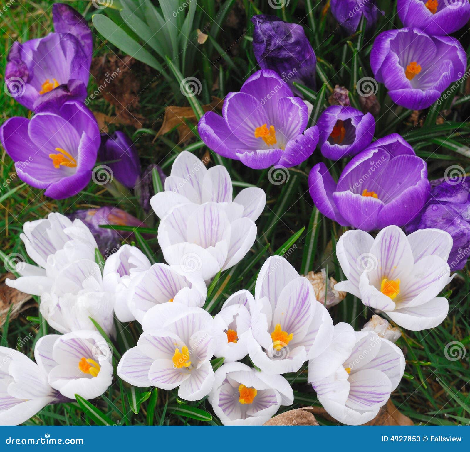 Spring crocus stock photo. Image of color, wild, bloom - 4927850