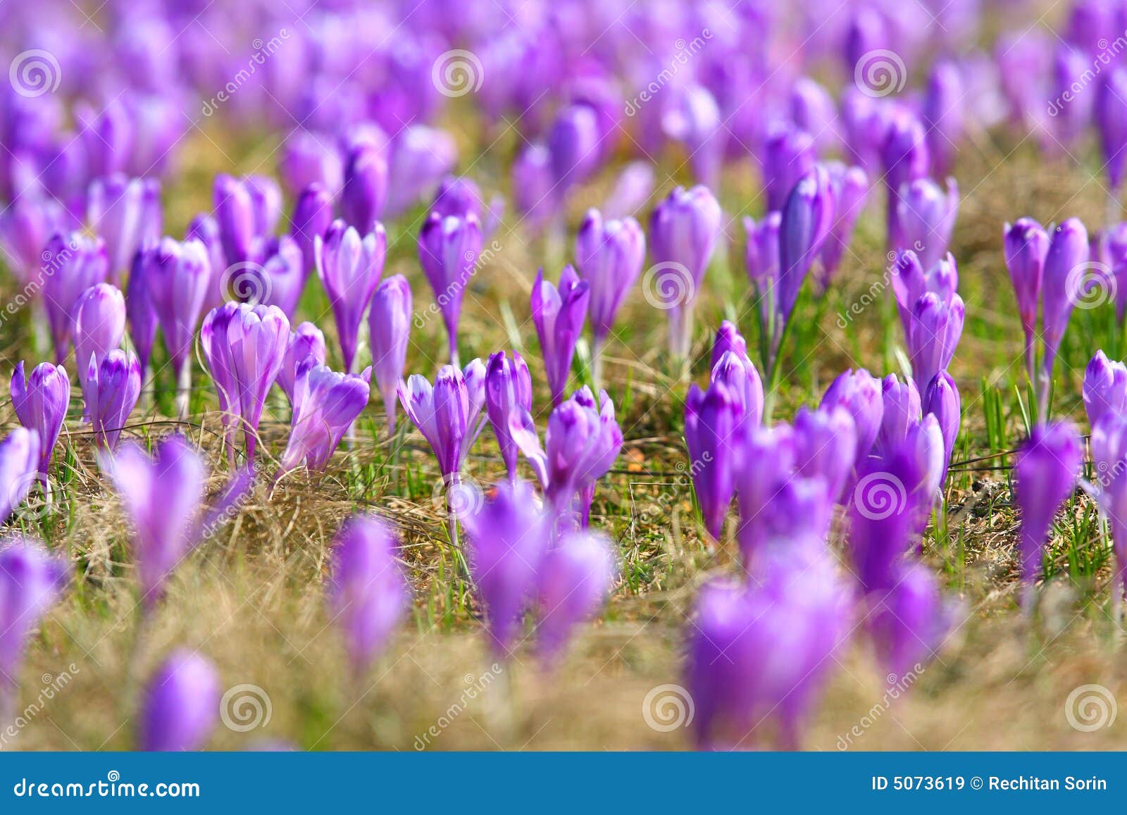 Spring Crocus stock image. Image of crocus, sunny, petal - 5073619