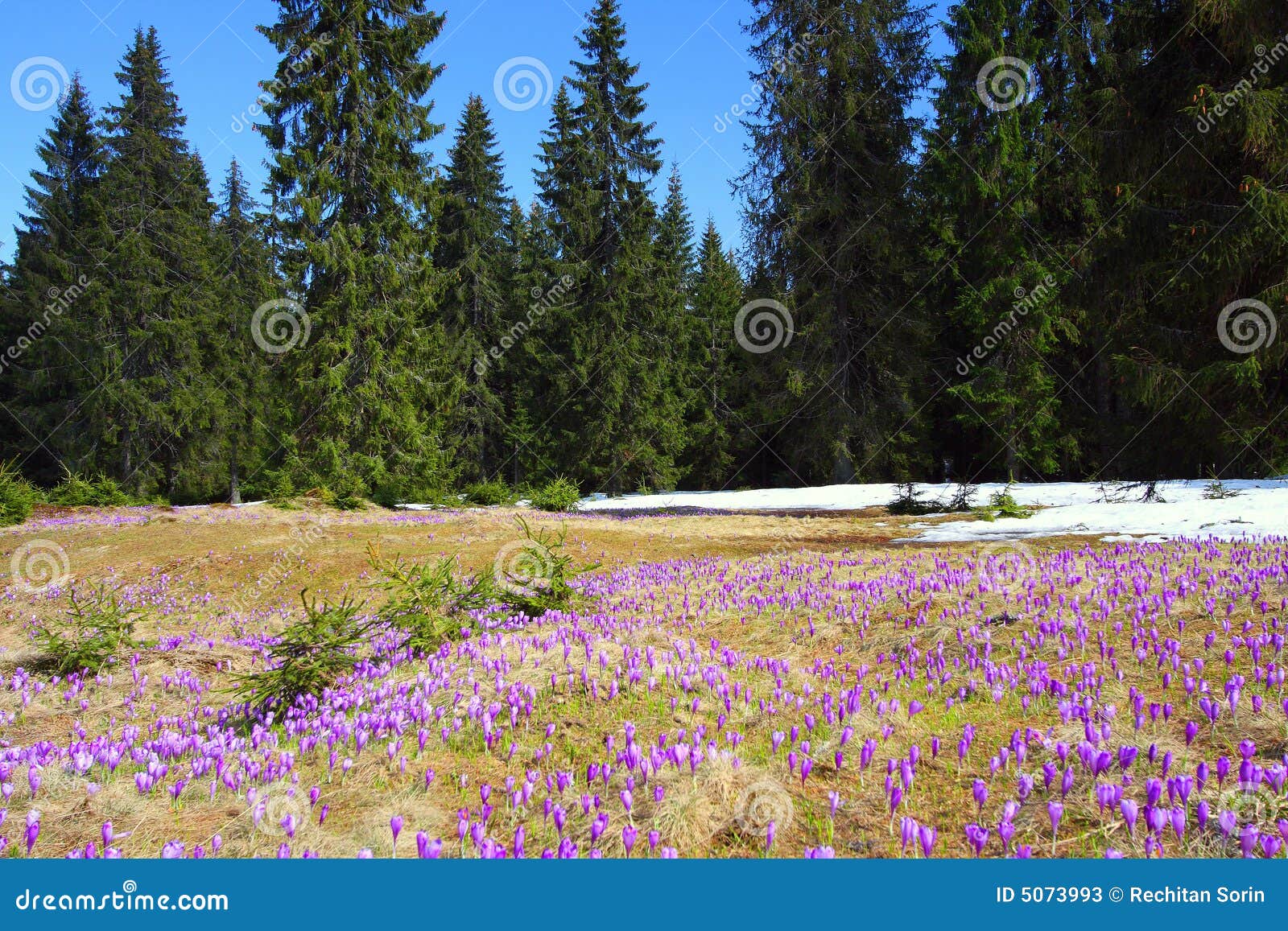Spring Crocus stock image. Image of scene, clouds, grass - 5073993