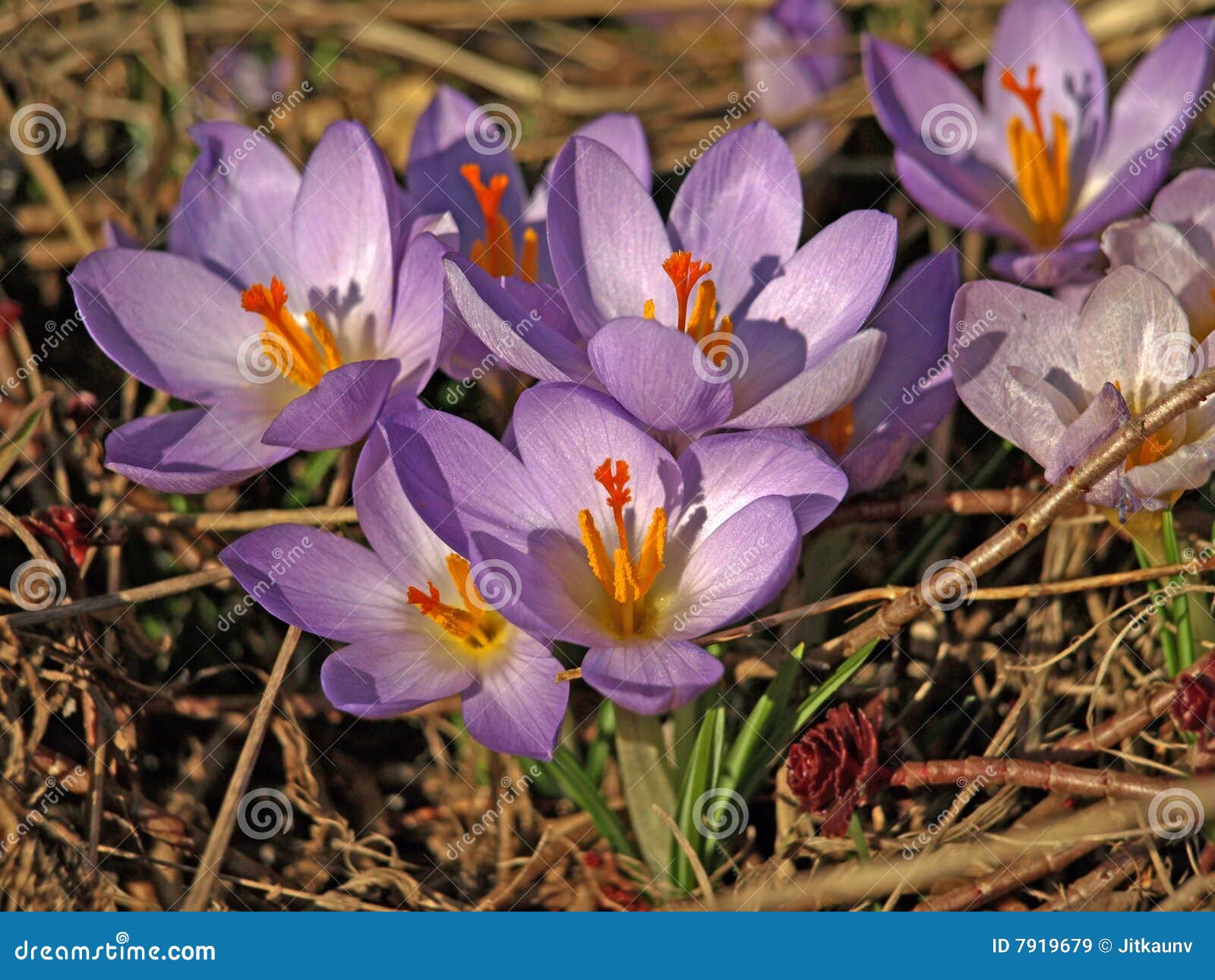 Spring crocus stock image. Image of crocus, blossom, flowers - 7919679