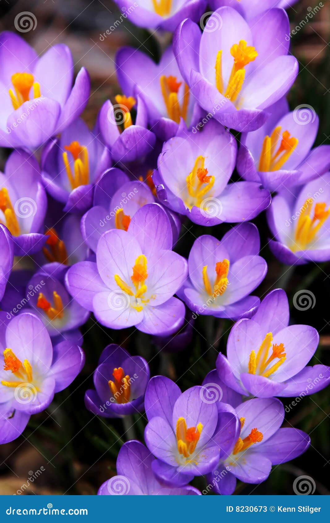 Spring Crocus stock image. Image of crocus, pollen, beauty - 8230673