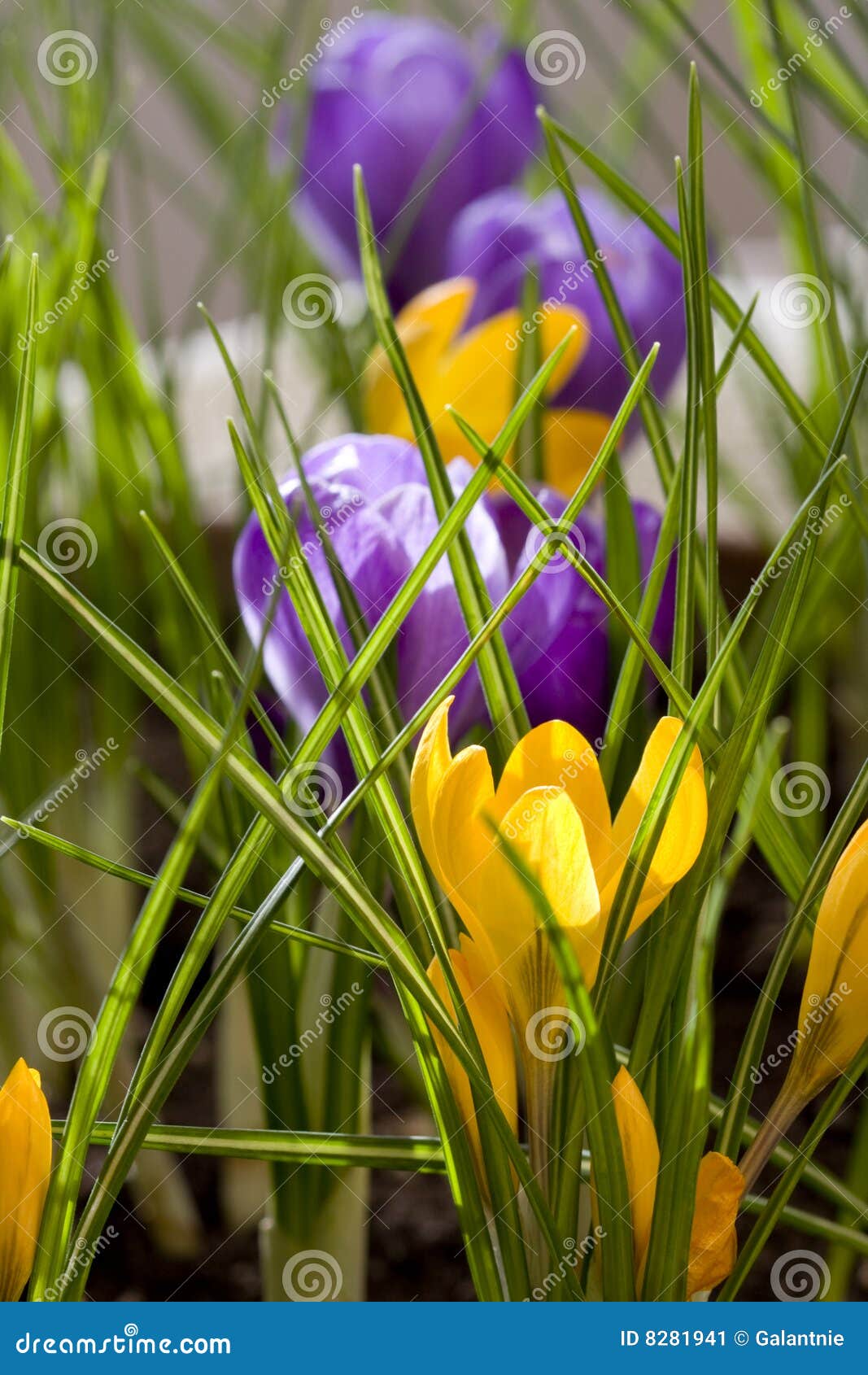 Spring Crocus stock image. Image of spring, floral, yellow - 8281941