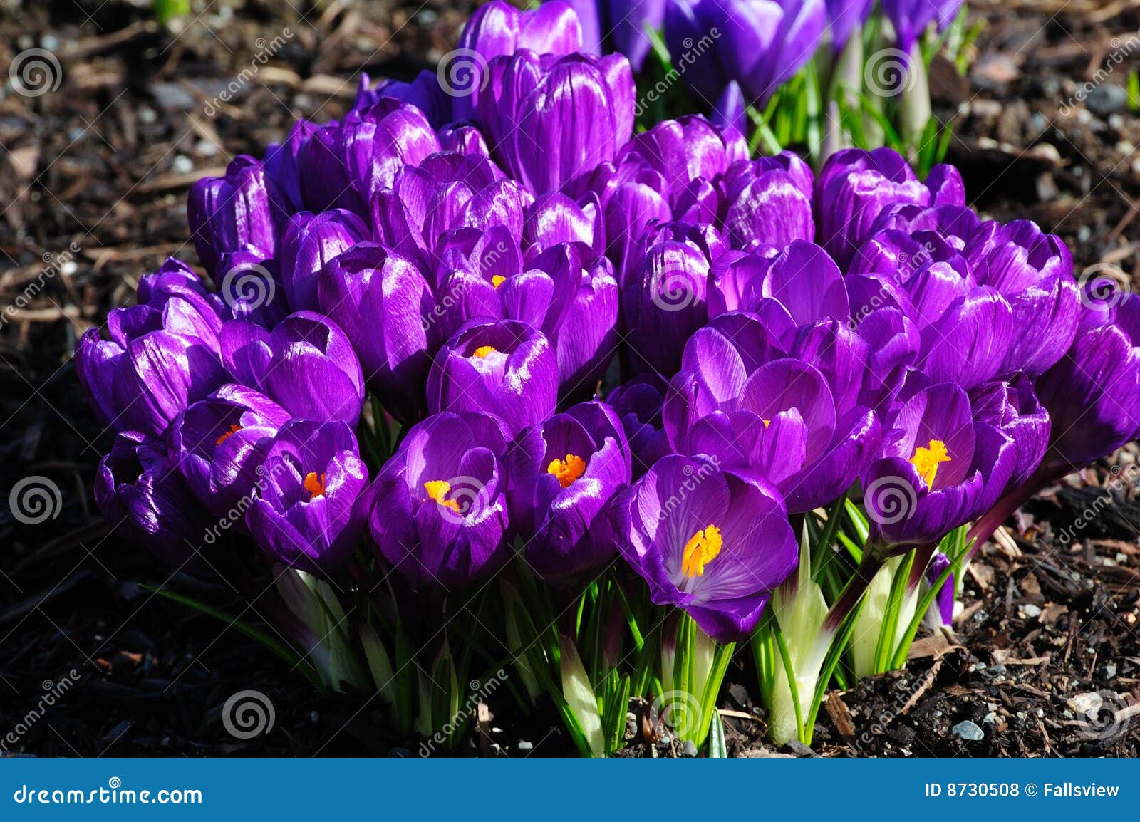 Spring crocus stock photo. Image of bloom, british, colorful - 8730508
