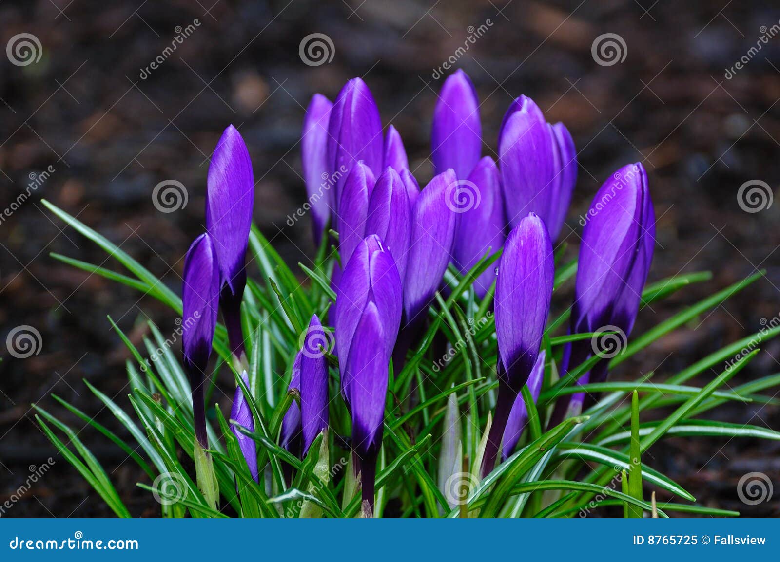 Spring crocus stock image. Image of bloom, british, flora - 8765725
