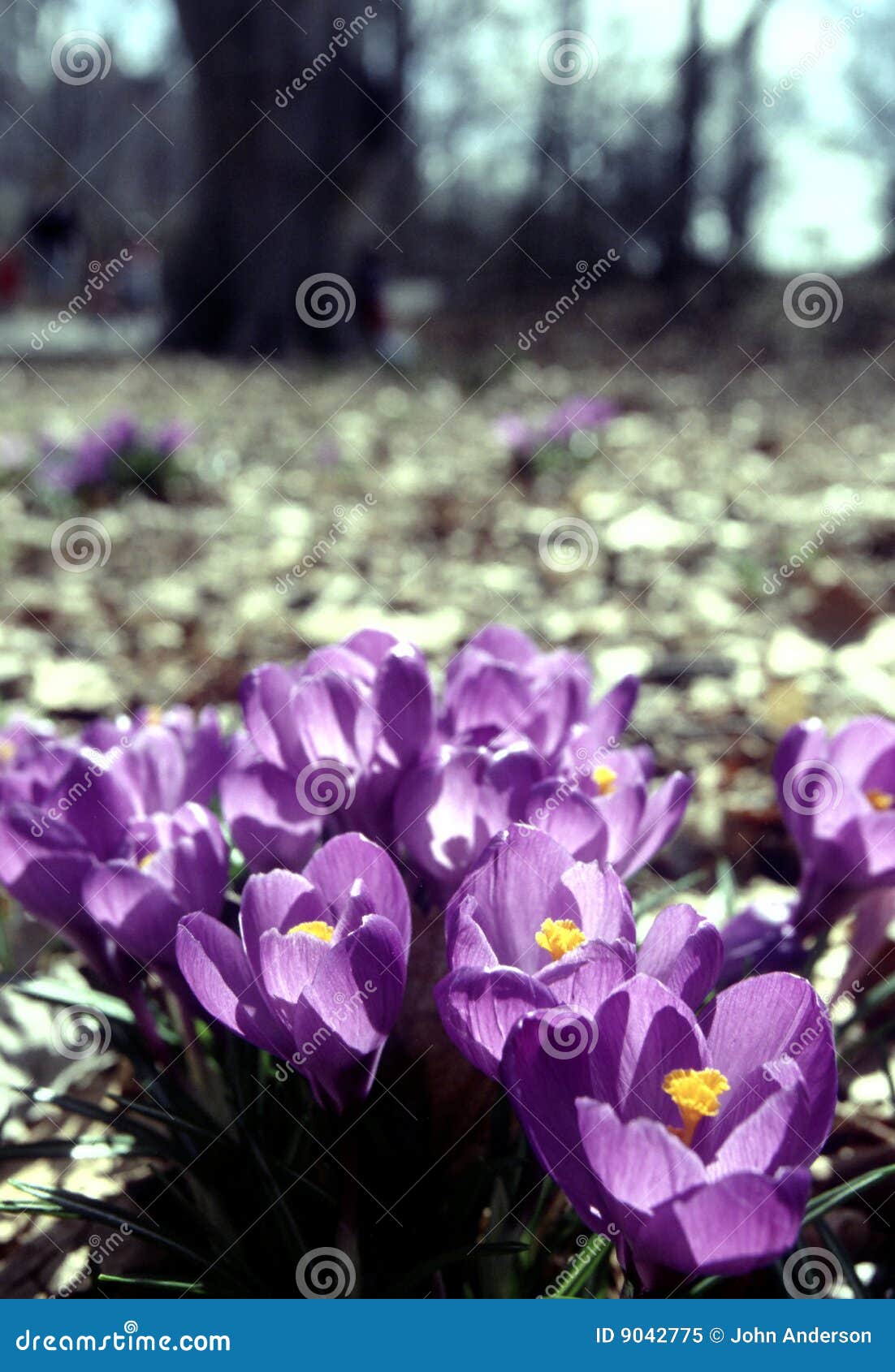 Spring Crocus stock image. Image of spring, blooming, crocus - 9042775