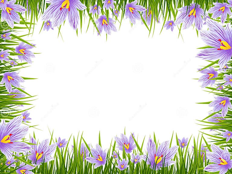 Spring Crocus Border stock vector. Illustration of nature - 51782627