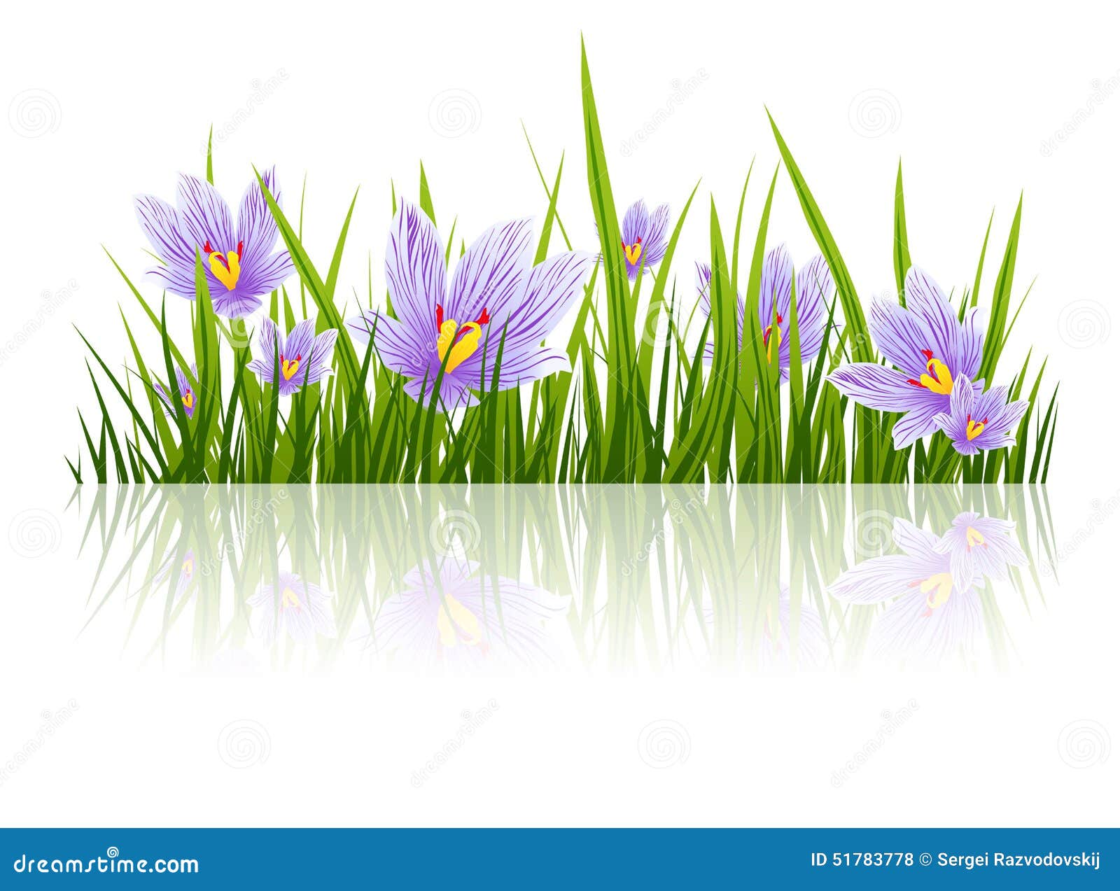 Crocus Border Royalty-Free Stock Photography | CartoonDealer.com #12847079