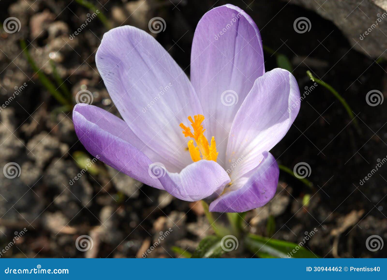 Spring crocus bud stock photo. Image of pistil, petals - 30944462