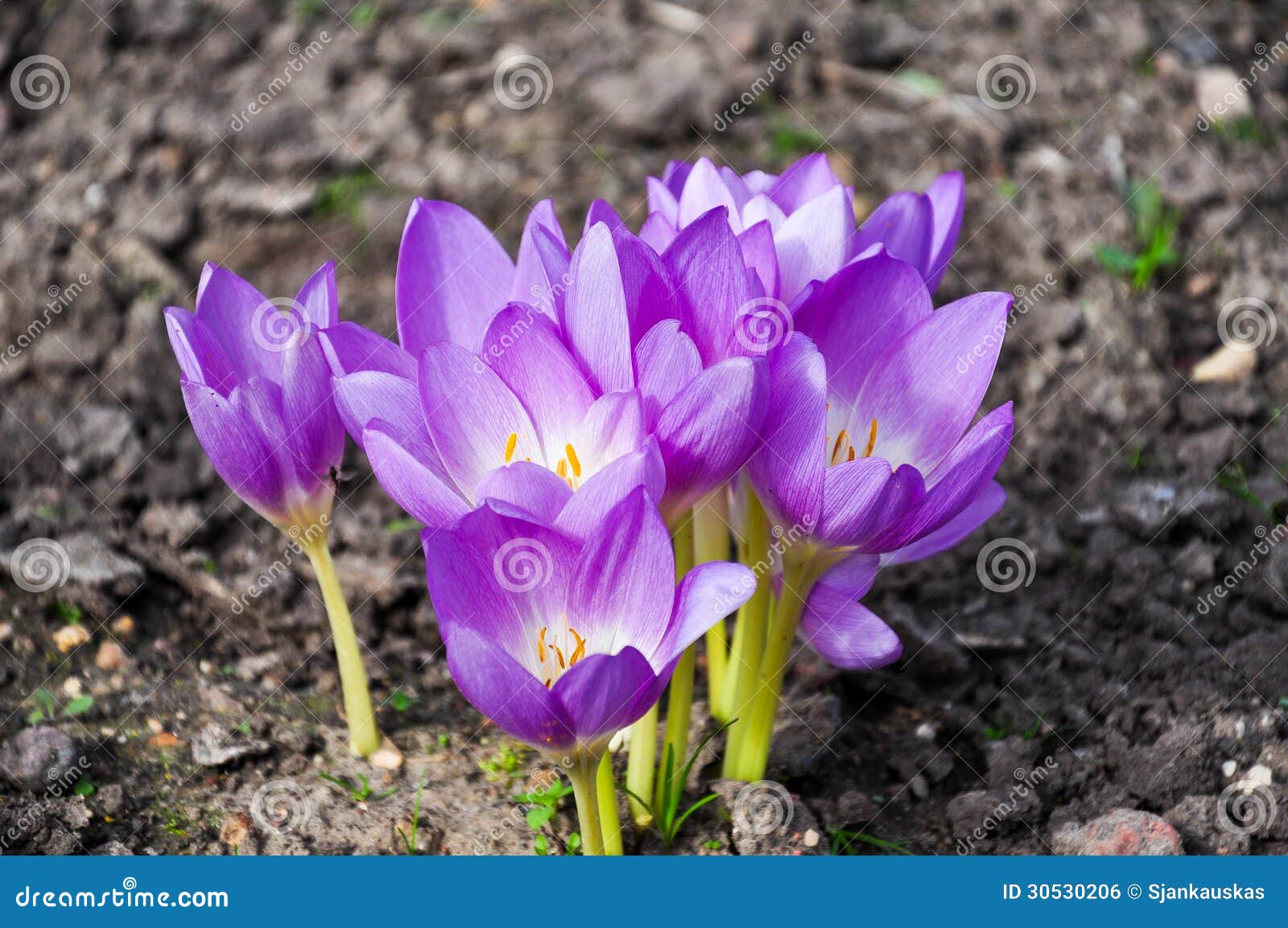 Spring crocus stock photo. Image of plants, growth, springtime - 30530206