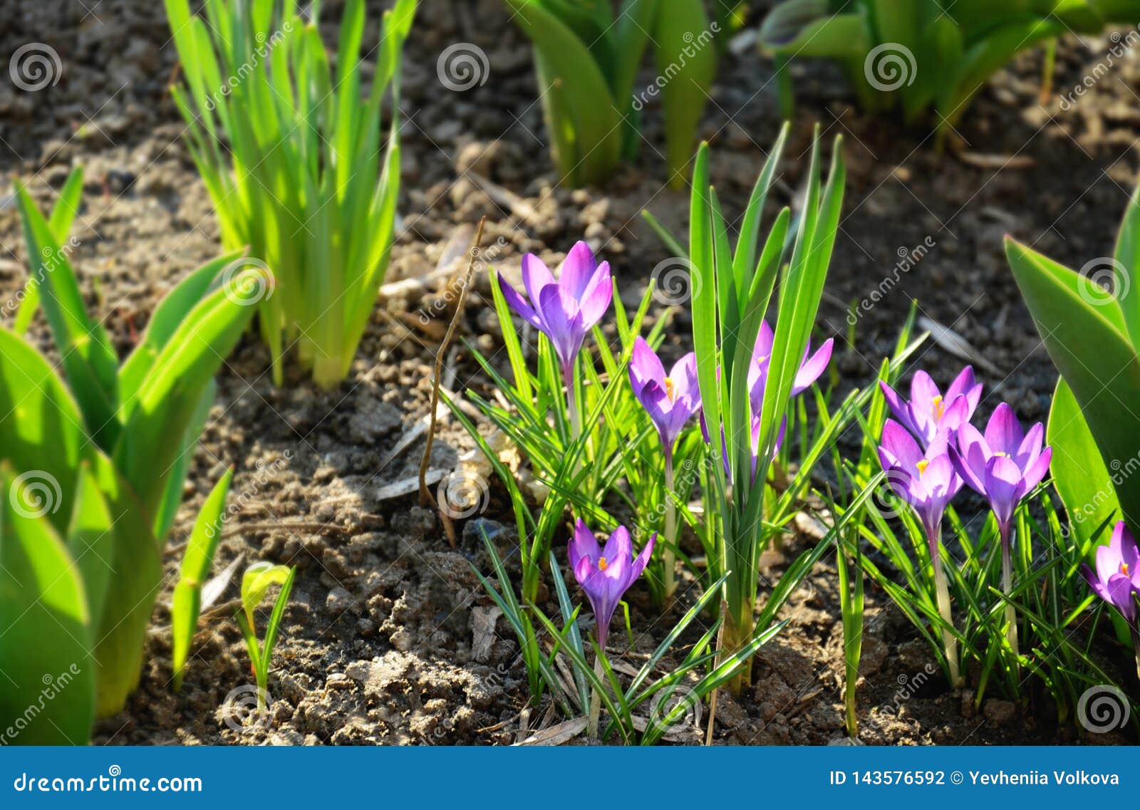 Spring crocus flowers stock photo. Image of background - 143576592