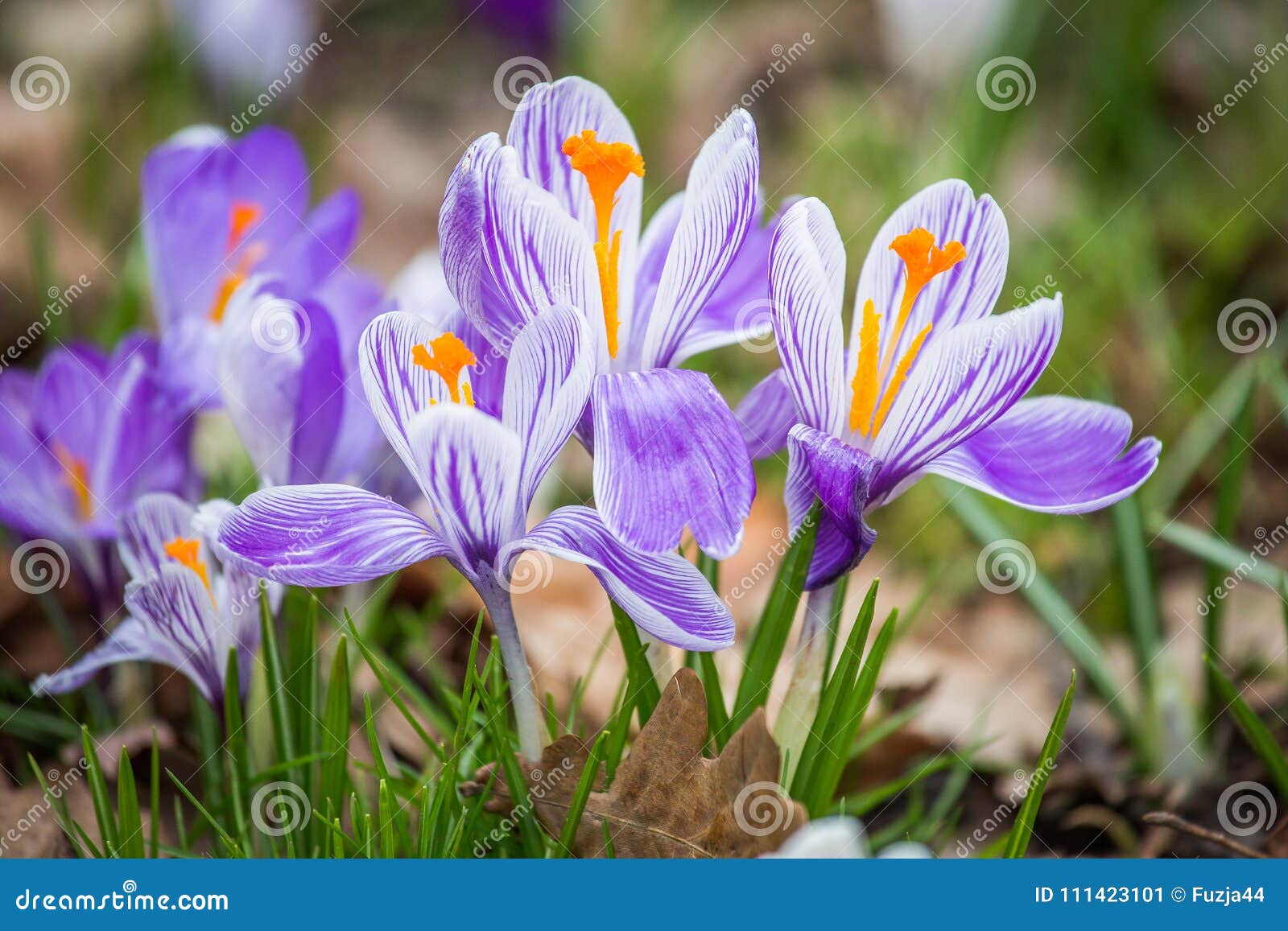 Spring crocus flowers stock image. Image of flowers - 111423101