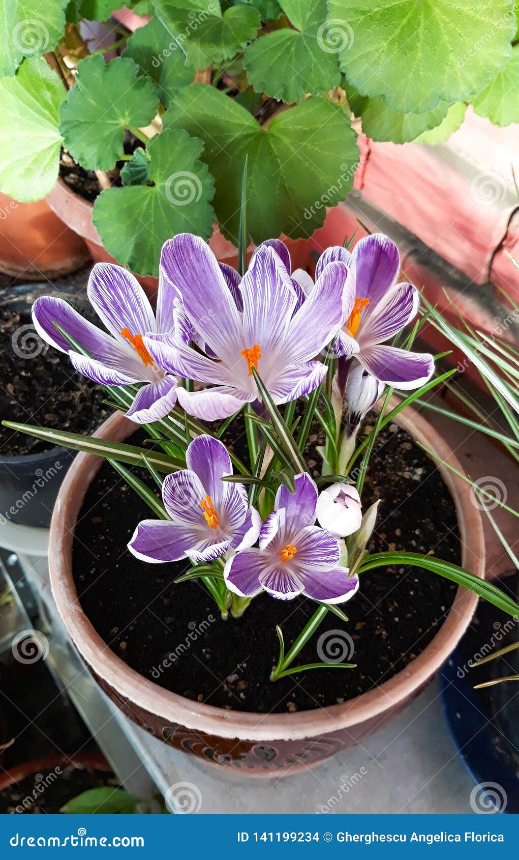 Springtime Crocus in the Flower Pot - Crocus Ligusticus Stock Photo ...
