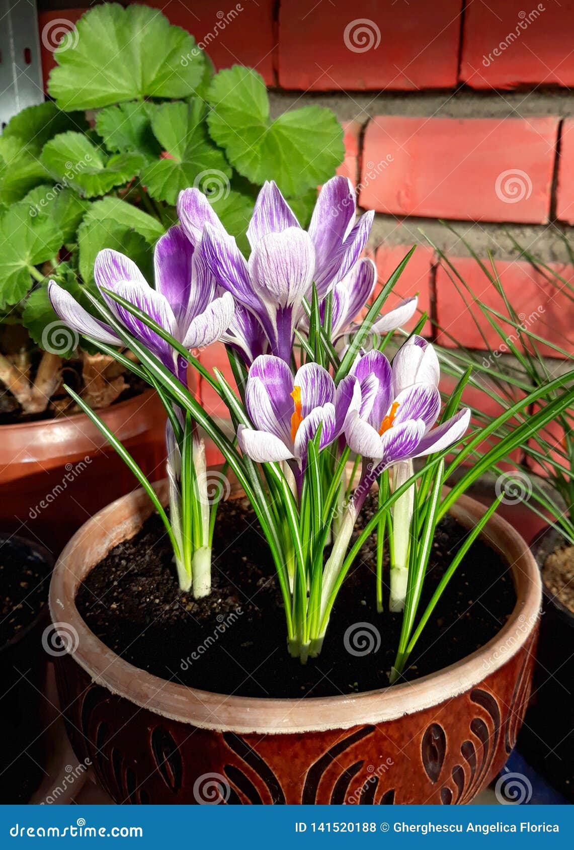 Springtime Crocus in the Flower Pot - Crocus Ligusticus Stock Photo ...