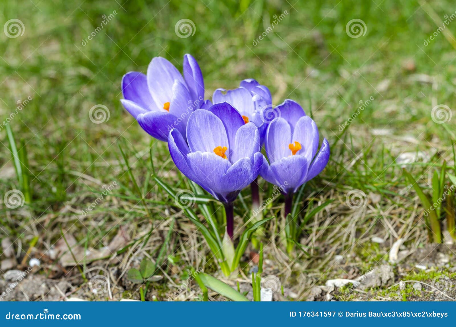 Spring Crocus in the Garden at Spring Stock Image - Image of flower ...