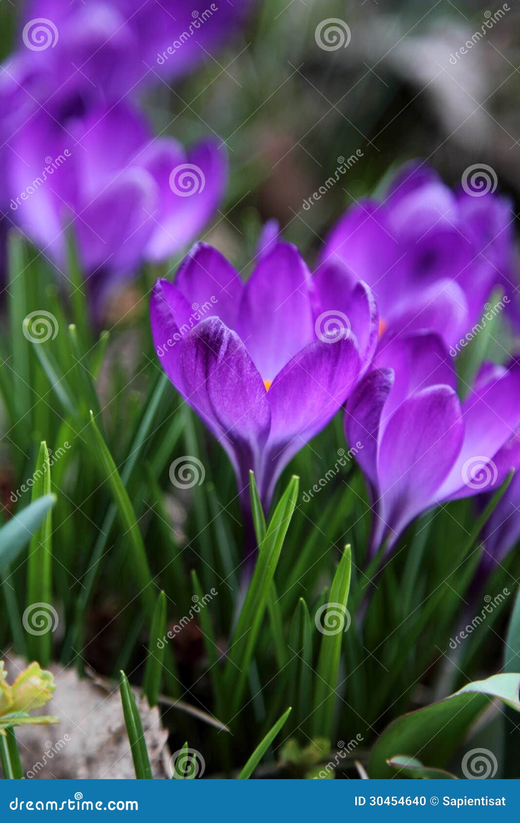 Spring crocus stock photo. Image of colorful, garden - 30454640