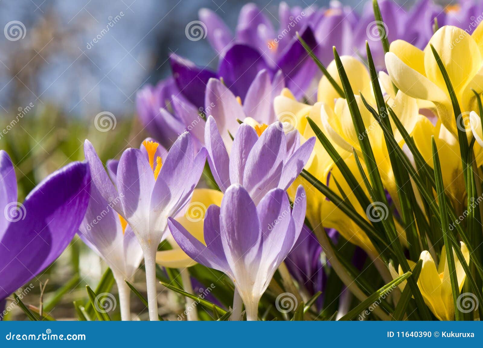 Spring crocus flower stock photo. Image of close, freshness - 11640390