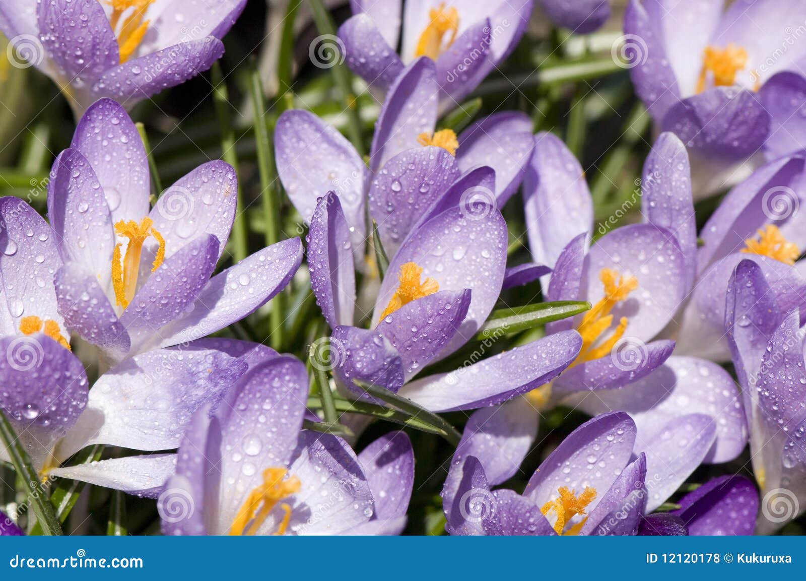 Spring crocus flower stock photo. Image of bloom, forest - 12120178