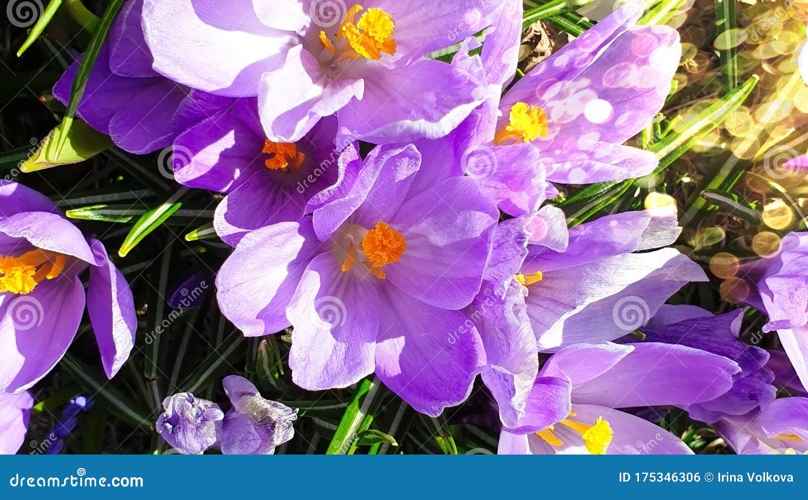 Spring Crocus Flower Field Under Sunlight Blue ,spring Floral Spring ...
