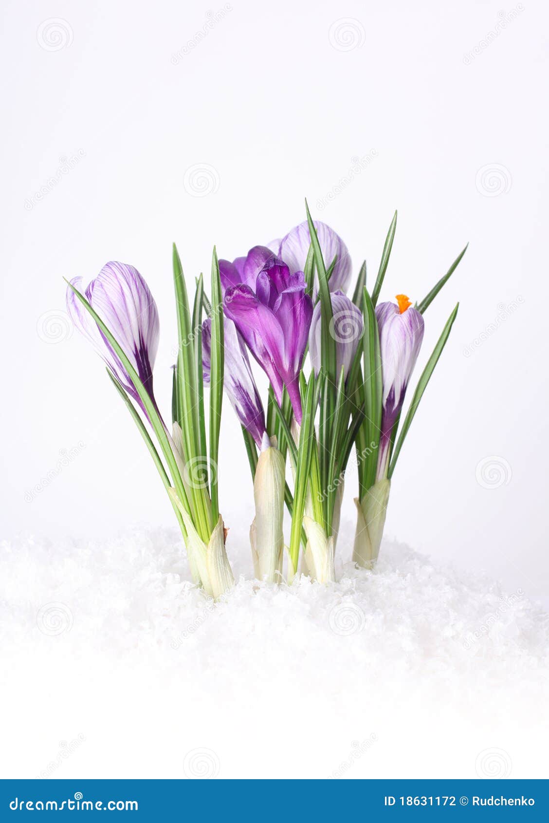 Spring Crocus Flower in Snow Stock Photo - Image of closeup, greetings ...
