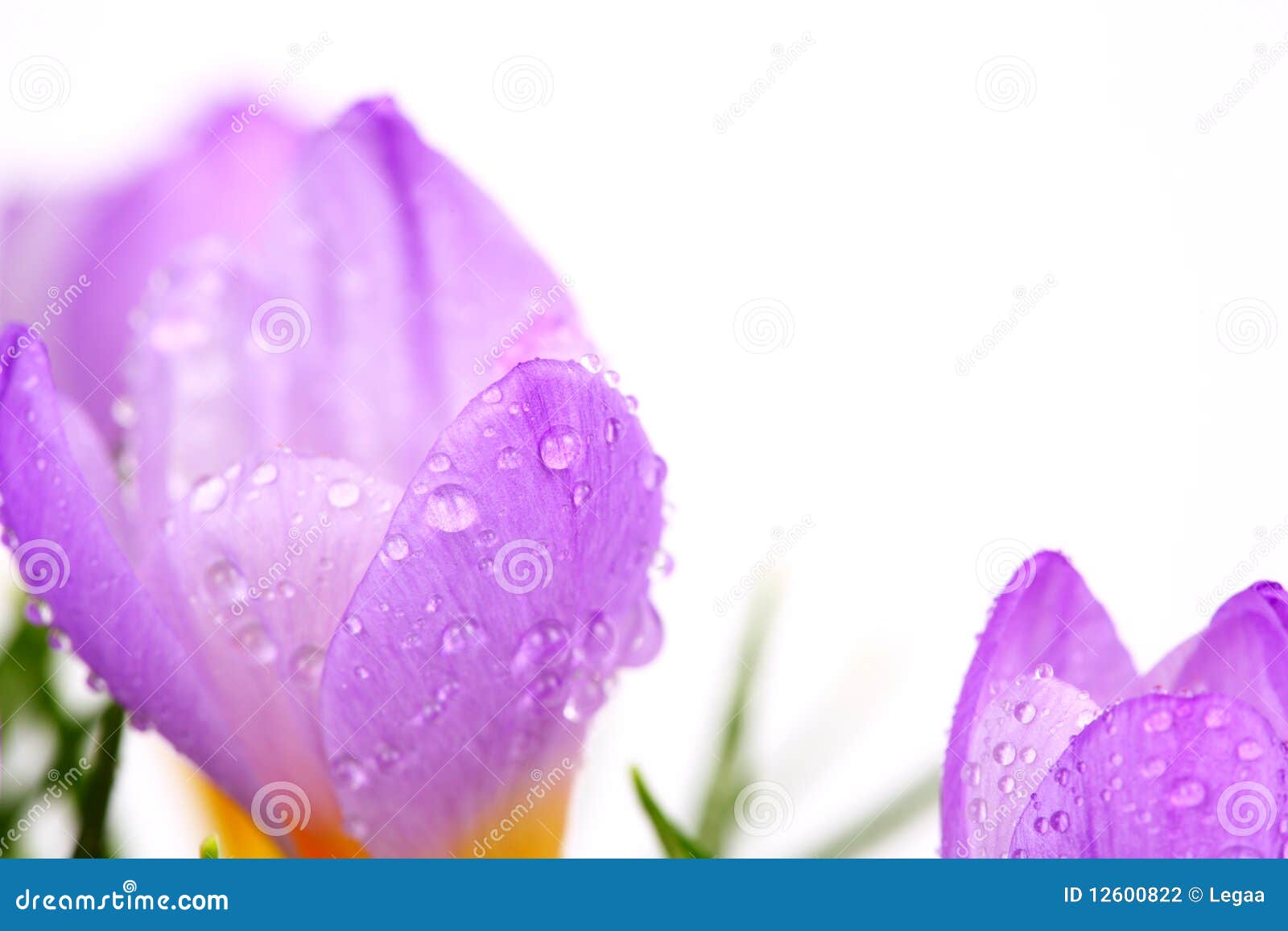 Spring Crocus Flower with Water Droplets Stock Photo - Image of growth ...