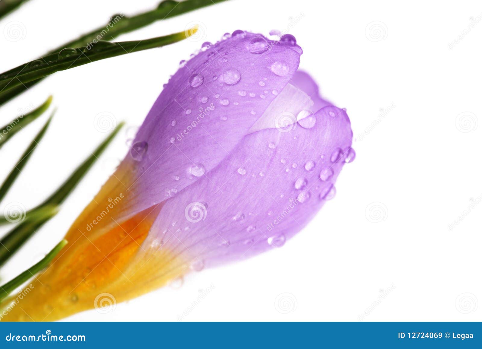 Spring Crocus Flower with Water Droplets Stock Image - Image of ...