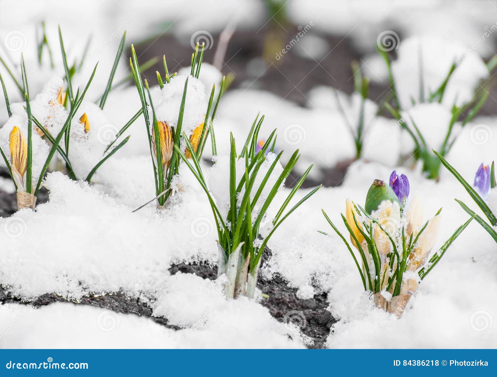 Spring Crocus Flowering from Snow Stock Photo - Image of environment ...