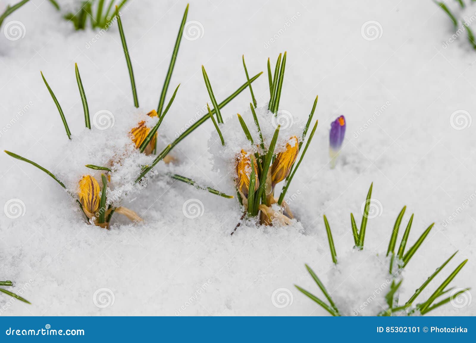 Spring Crocus Flowering from Snow Stock Image - Image of bulbous ...