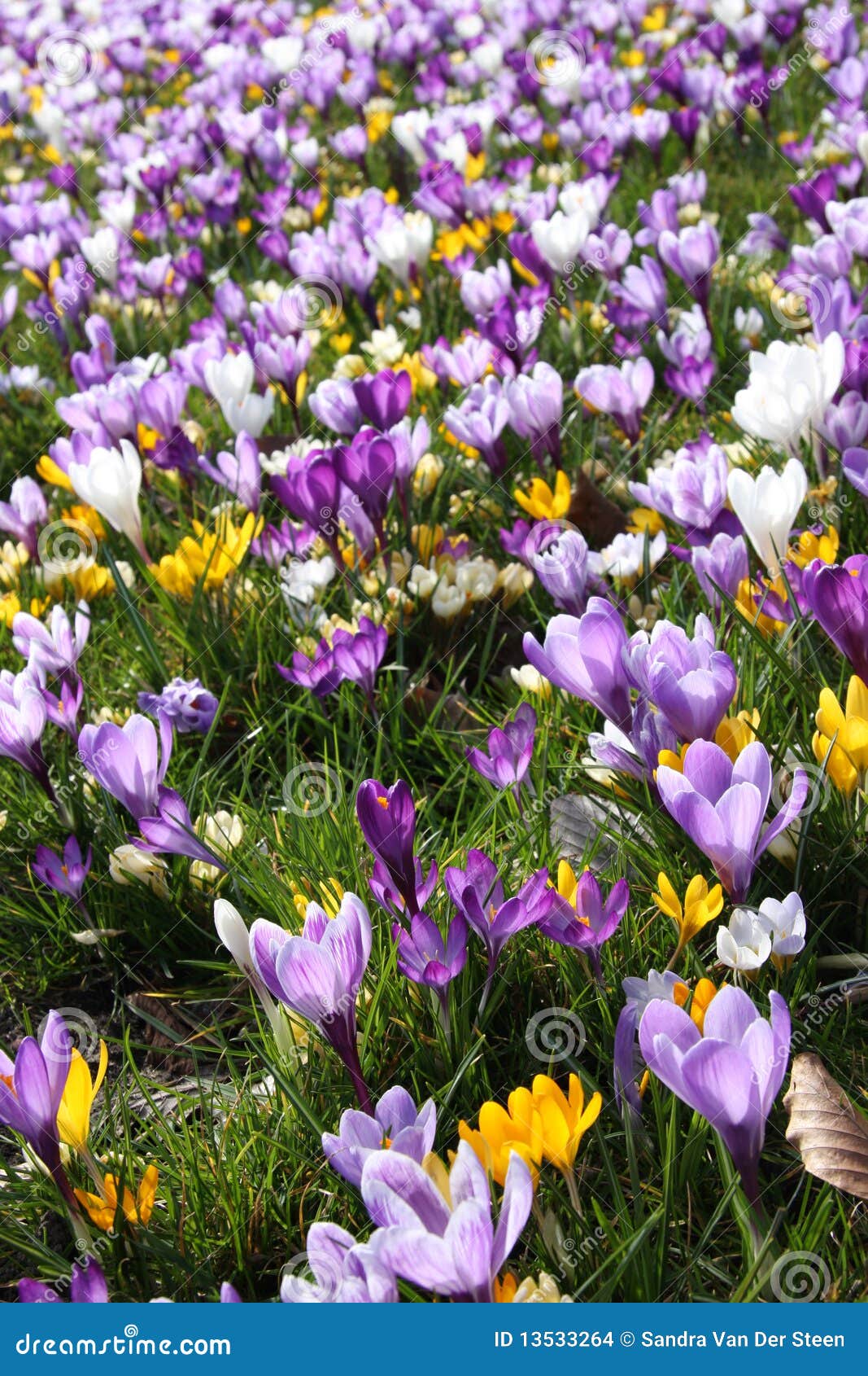 Spring crocus flowers stock photo. Image of nature, flora - 13533264