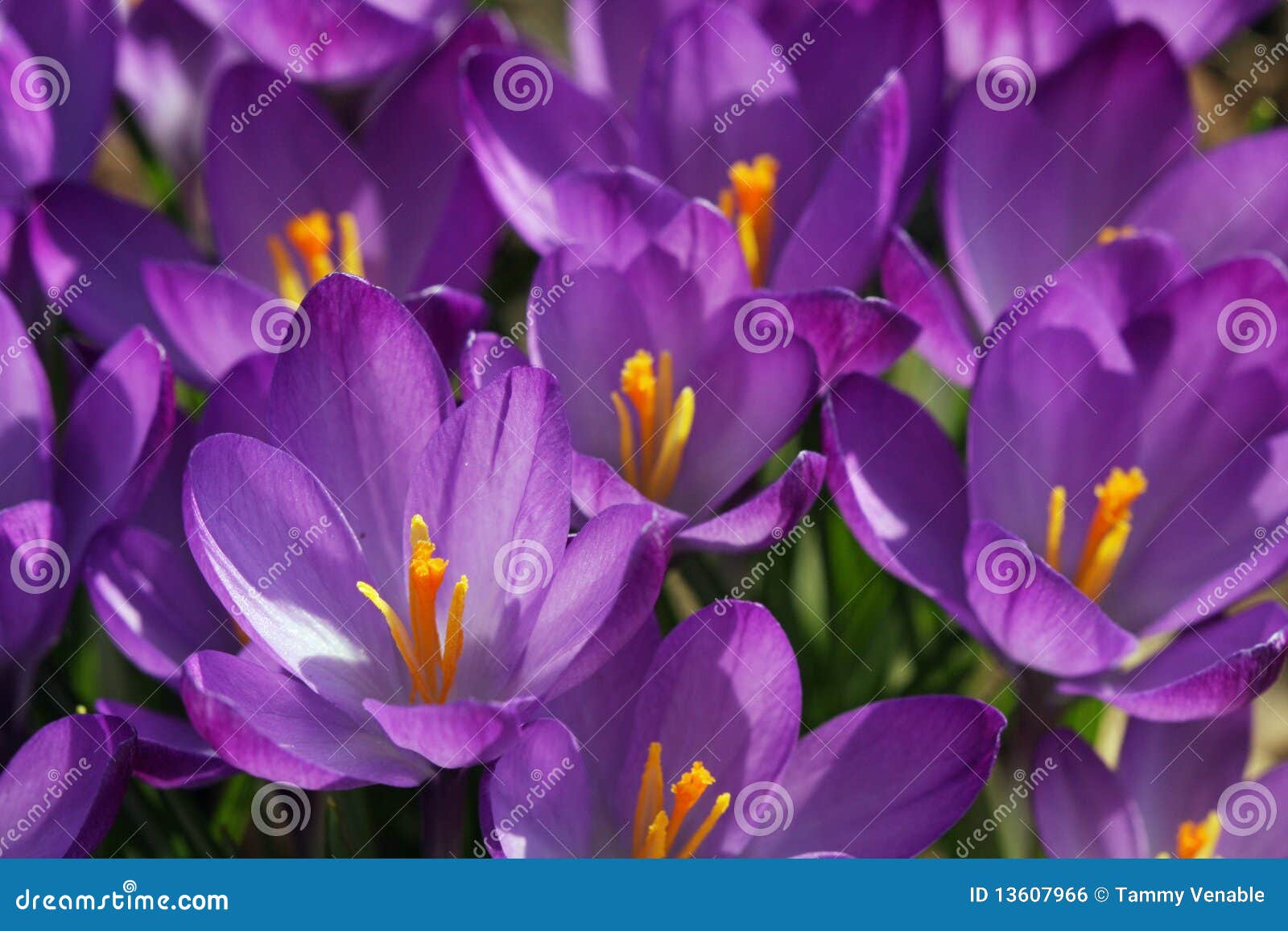 Spring Crocus Flowers stock photo. Image of spring, bloom - 13607966
