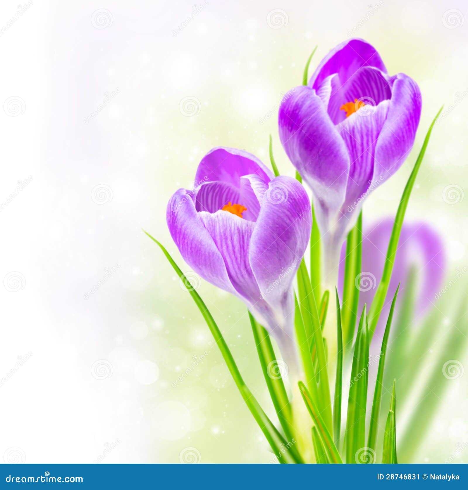 Spring crocus flowers stock image. Image of petal, elegant - 28746831