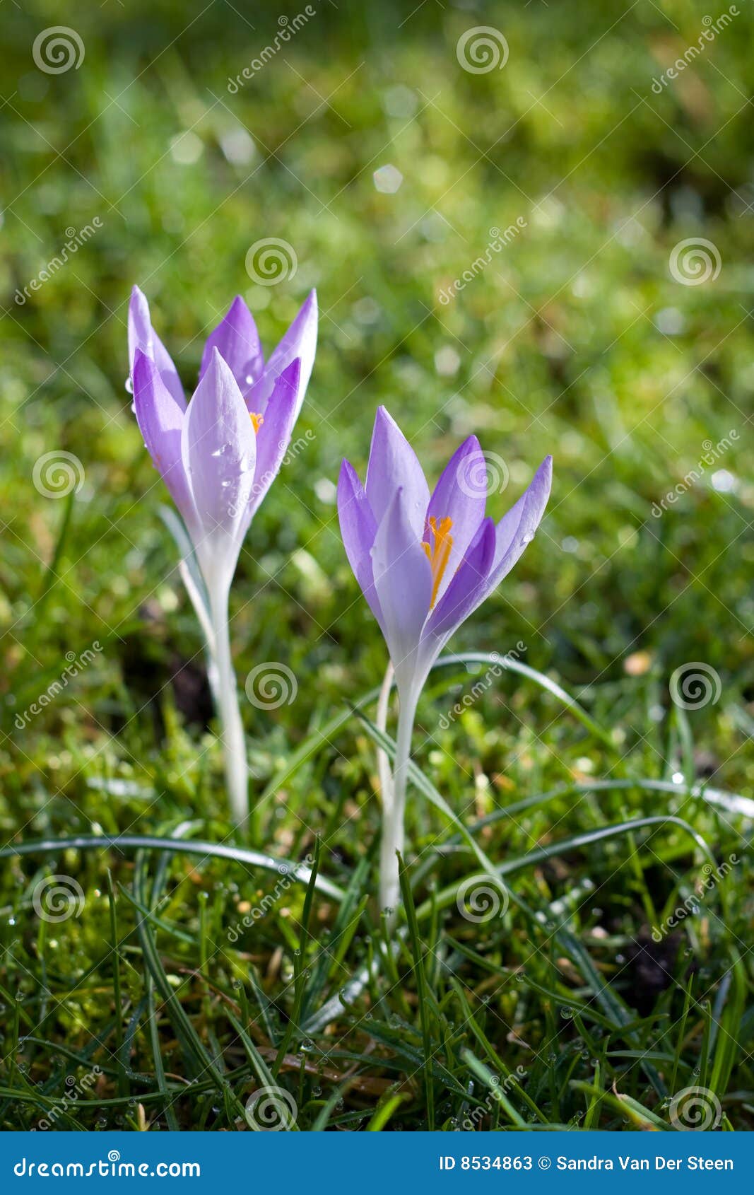 Spring crocus flowers stock image. Image of fresh, beauty - 8534863