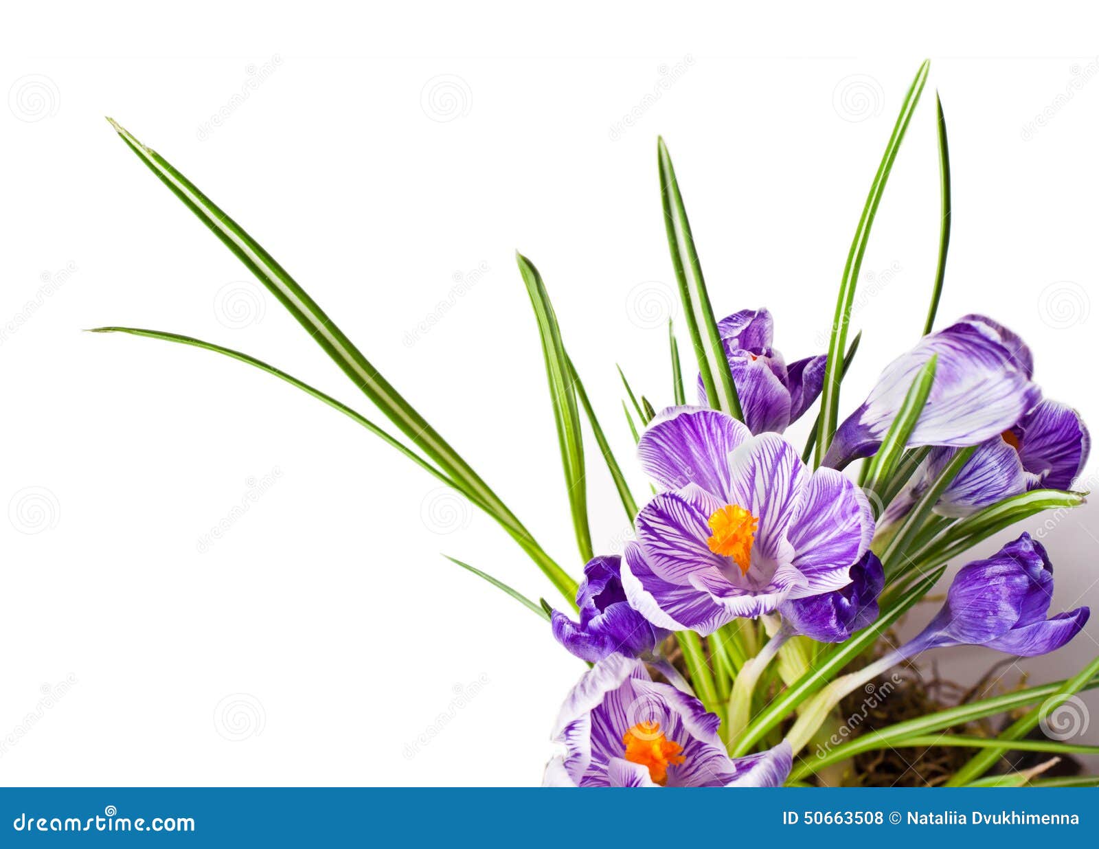 Spring Crocus flowers stock photo. Image of decorative - 50663508